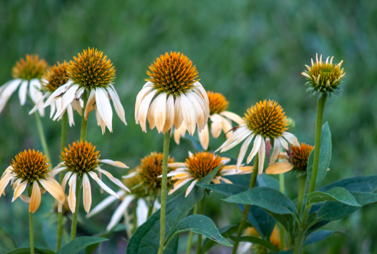 The Very Basics of Coneflower Care – BetterDecoratingBible